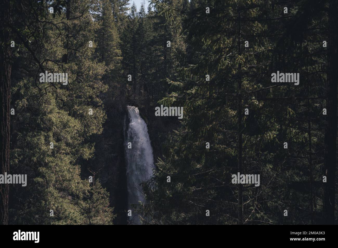 A mesmerizing waterfall surrounded by green plants in spring Stock ...