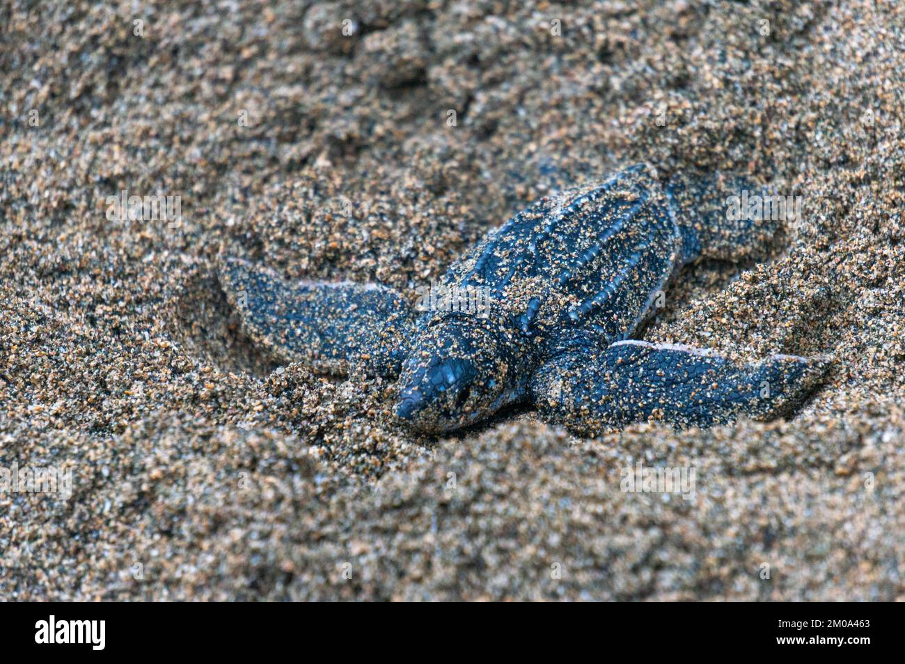 Baby leatherback turtle beach hi-res stock photography and images - Alamy