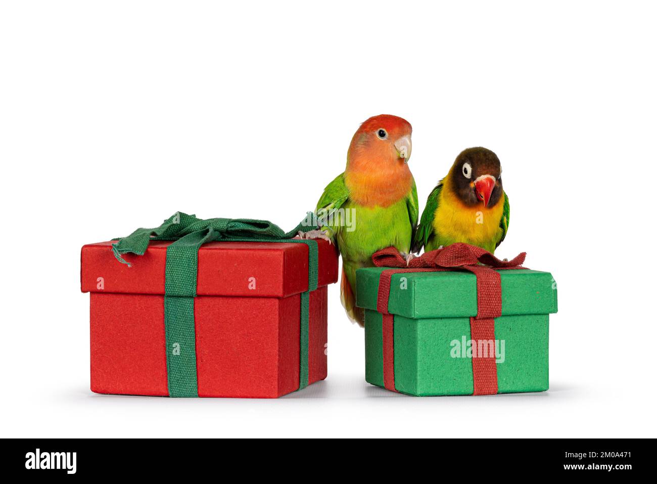 Cute couple of Love Birds aka Agapornis, sitting on gift boxes ...