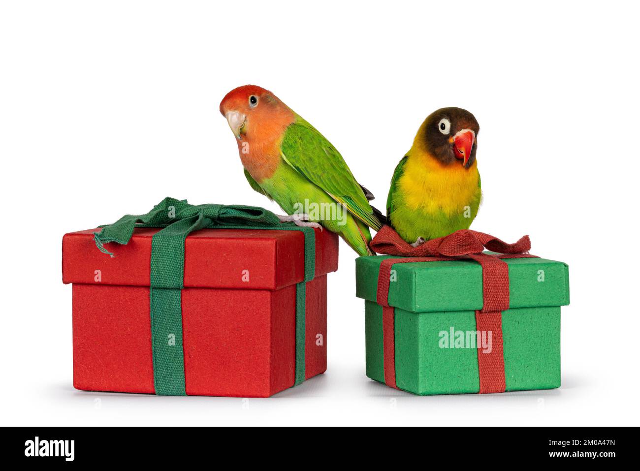 Cute couple of Love Birds aka Agapornis, sitting on gift boxes ...