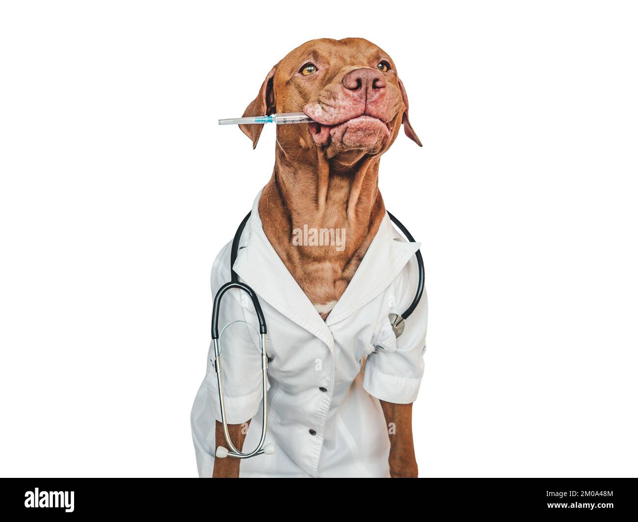 Pitbull brown coat hi-res stock photography and images - Alamy