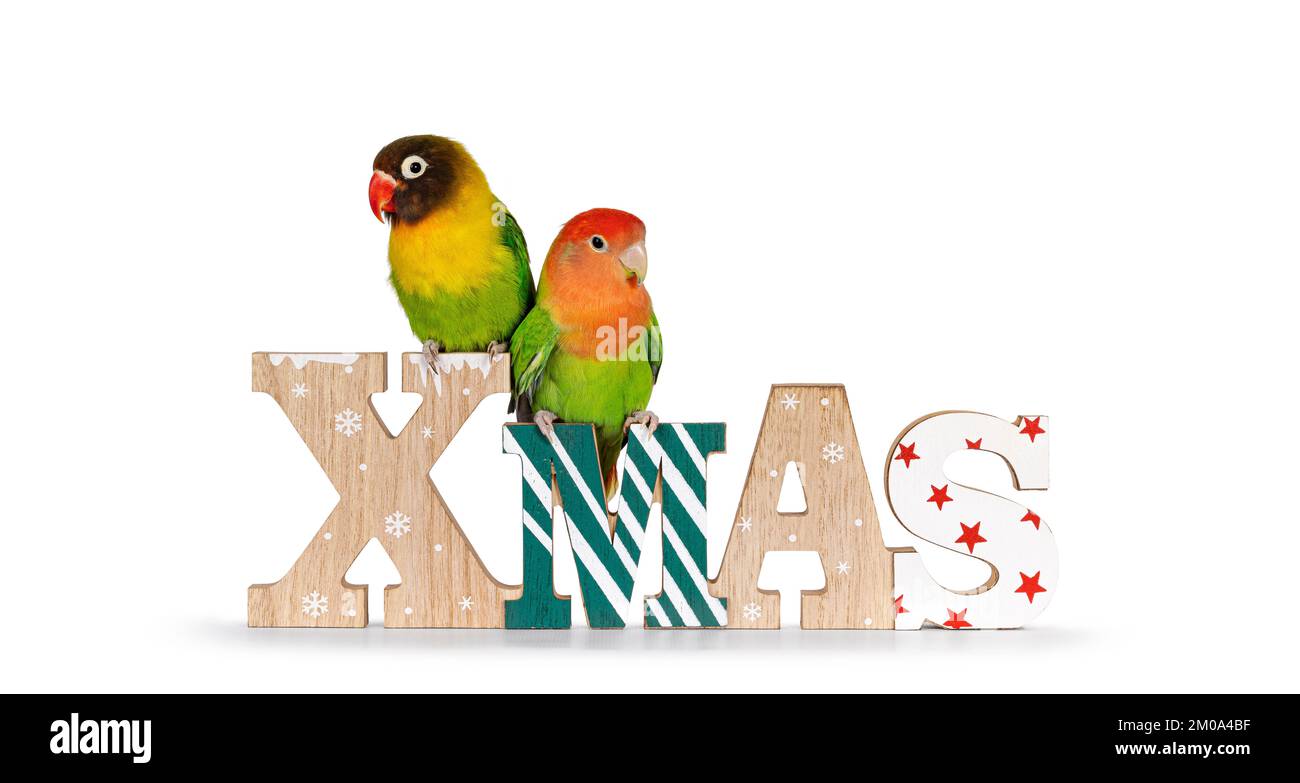 Cute couple of Love Birds aka Agapornis, sitting together on wooden ...