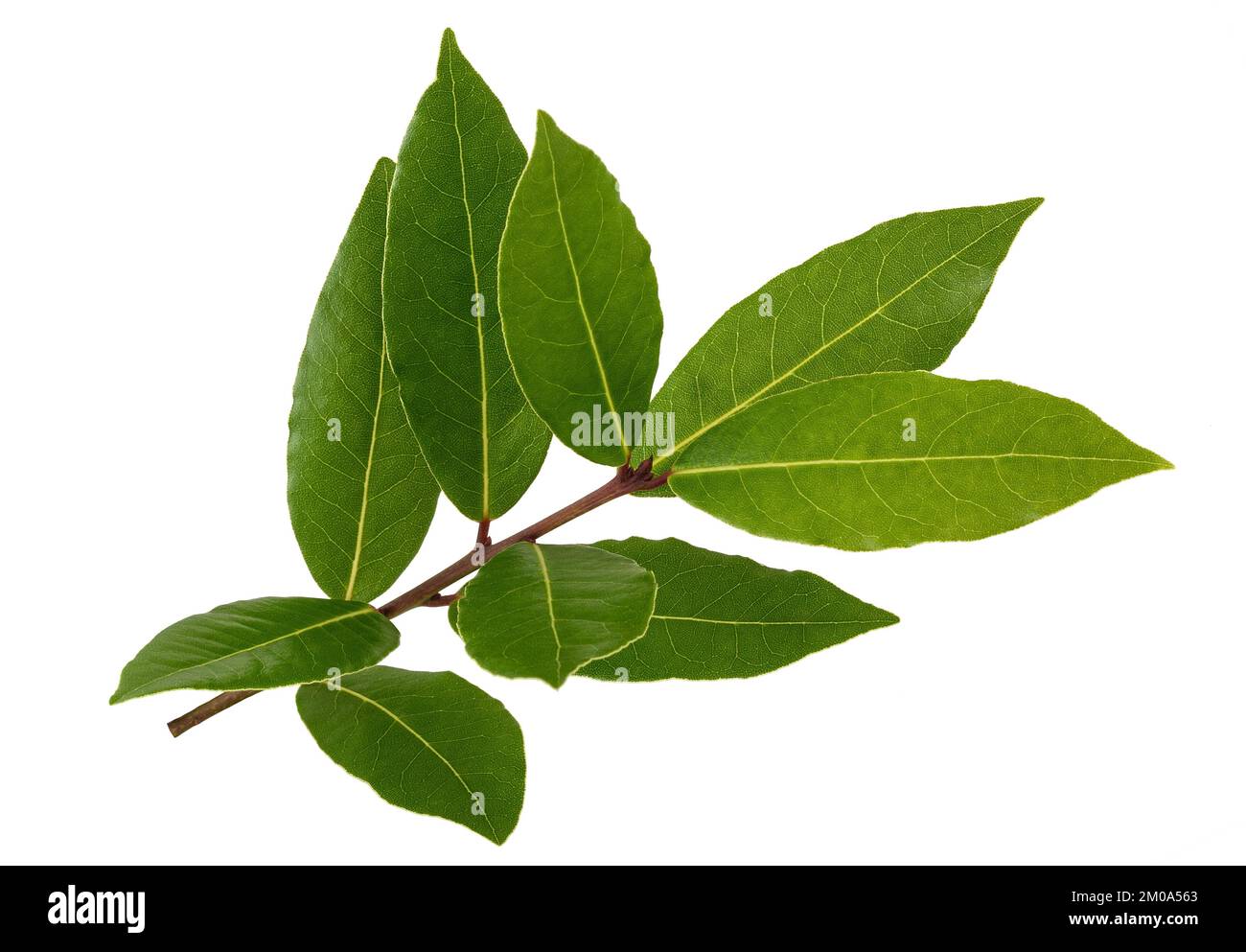 Laurel branch with leaves isolated on white background Stock Photo - Alamy