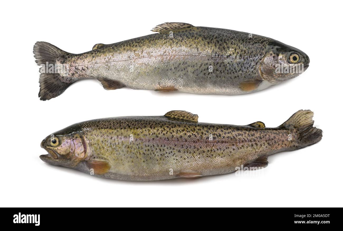 Two freshly caught trouts isolated on white background Stock Photo - Alamy