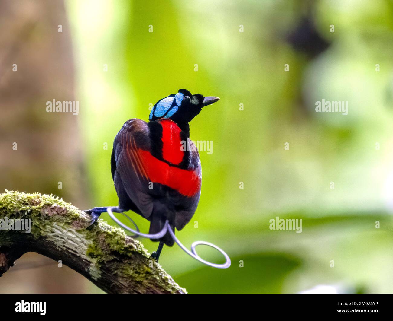 Wilson's bird of paradise hi-res stock photography and images - Alamy