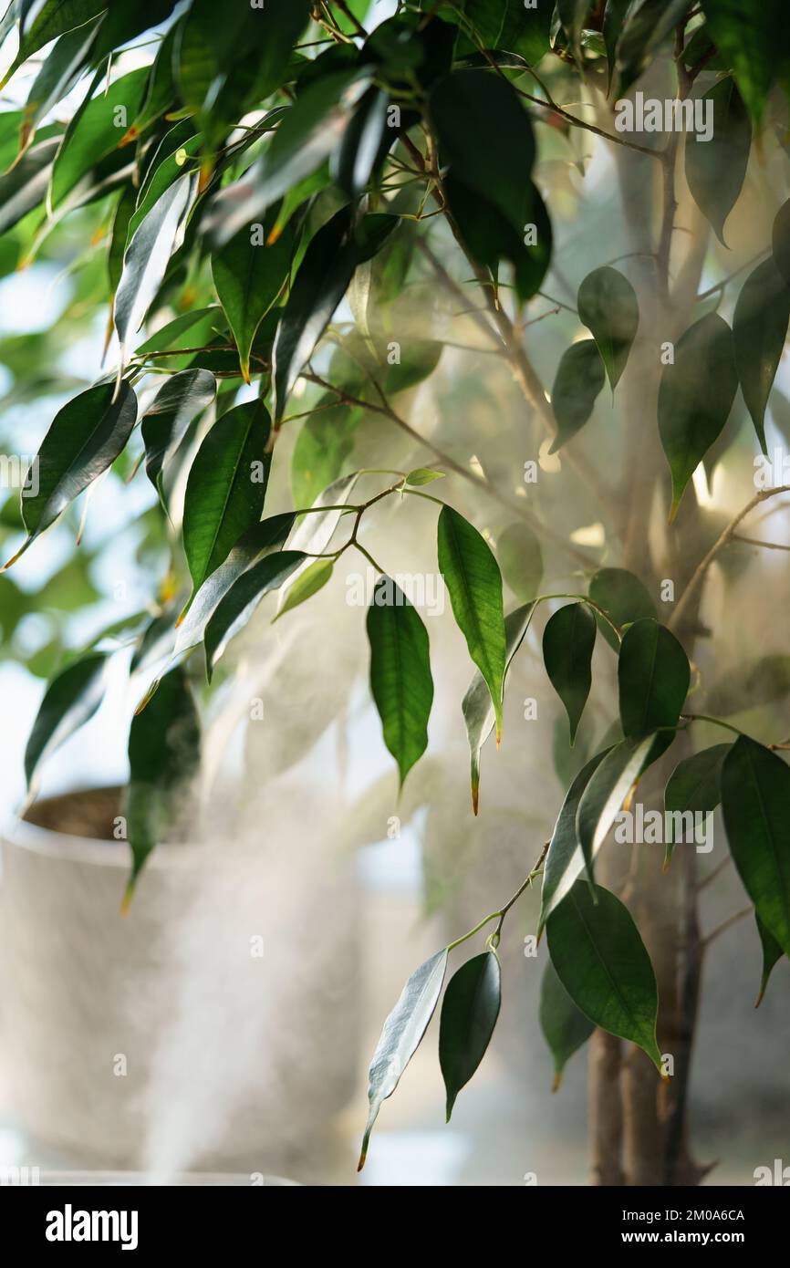 Benjamina tree hi-res stock photography and images - Alamy