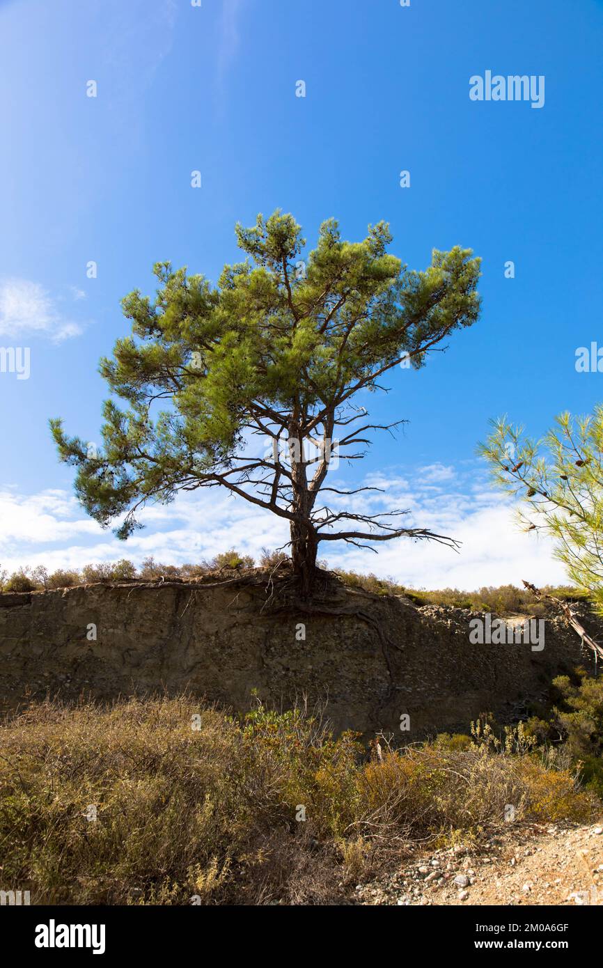 Fir tree in a typical greek landscape hi-res stock photography and ...