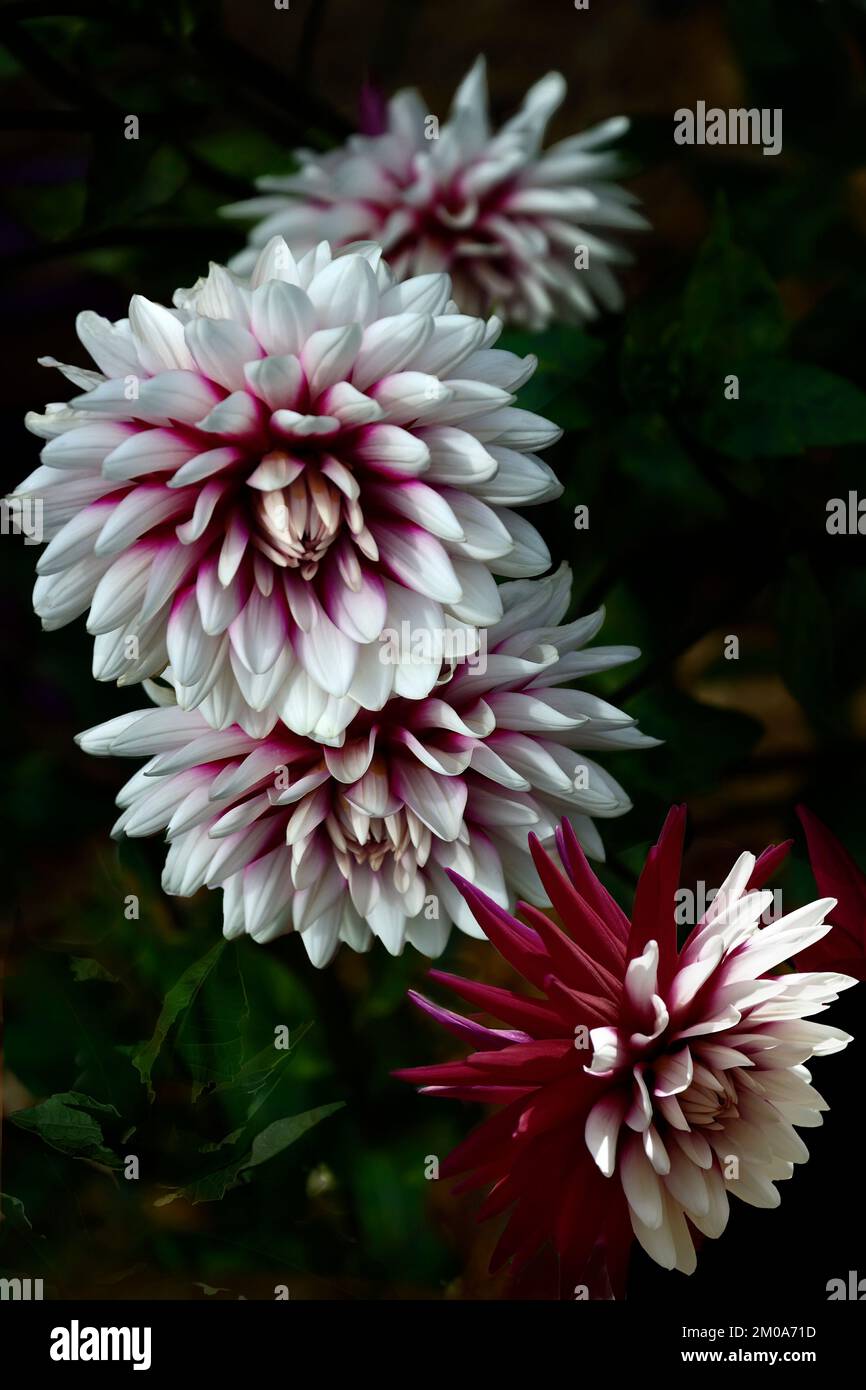 Wonderful Flowers In The World