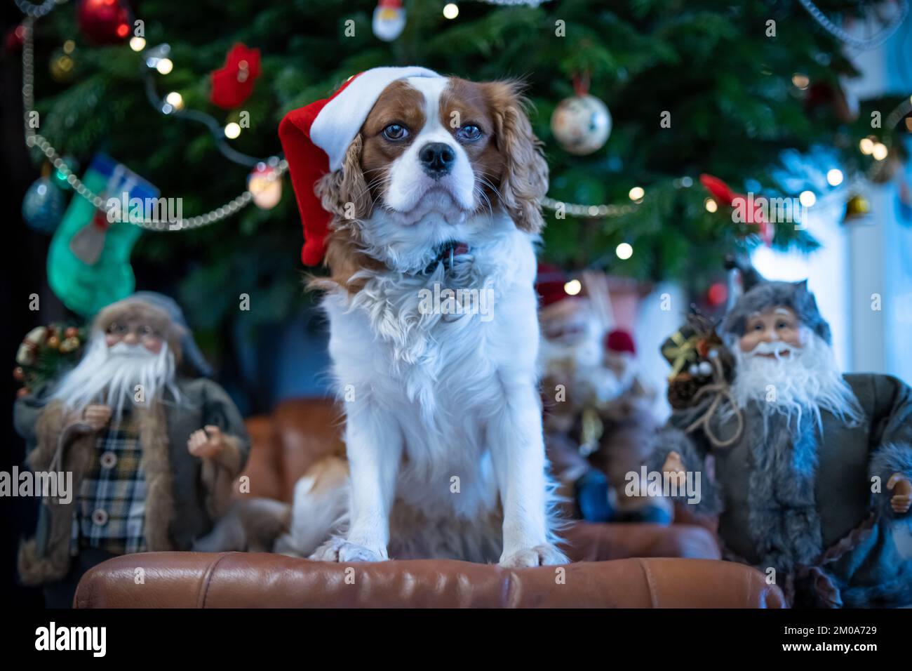 Dog next to christmas tree hi-res stock photography and images - Alamy