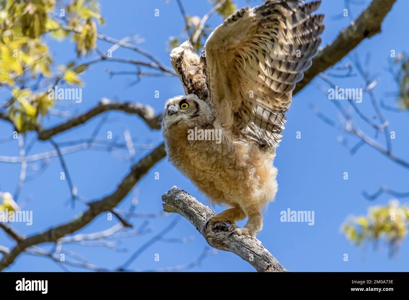 Horned owl, beak open hi-res stock photography and images - Alamy