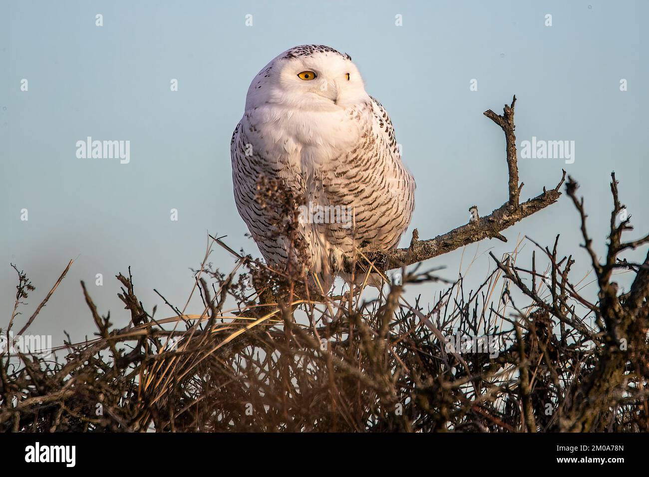 Owl and branches hi-res stock photography and images - Alamy