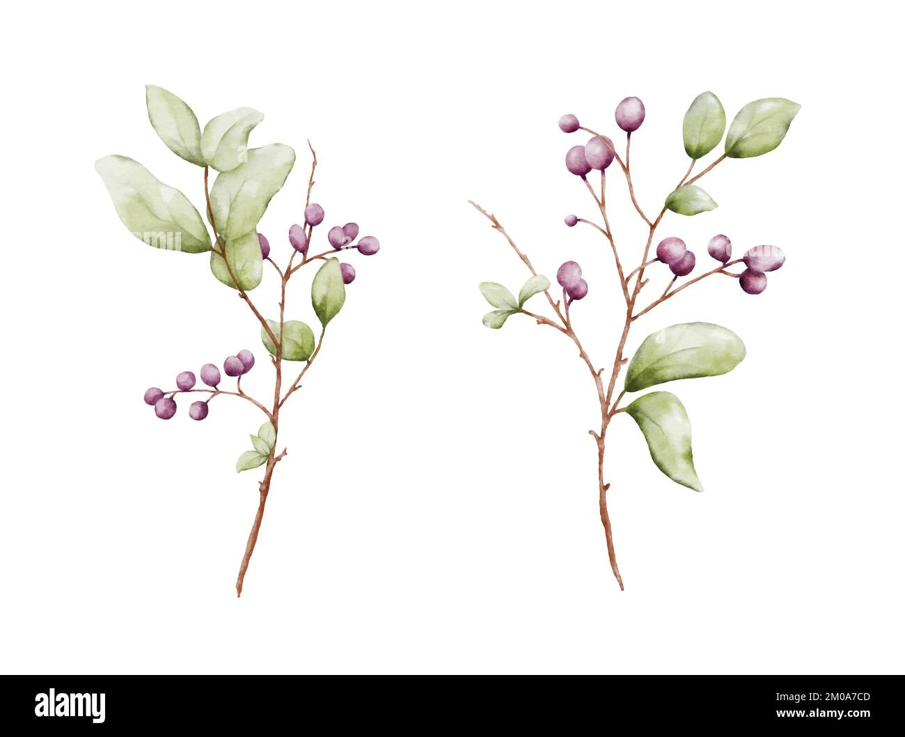 Set of berries branches watercolor illustration. elements suitable for ...