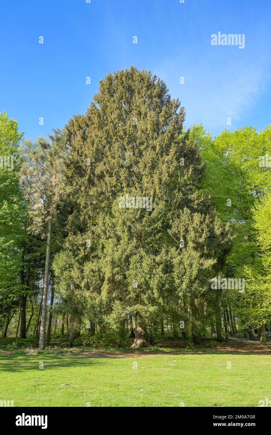 Nadelbaum hi-res stock photography and images - Alamy