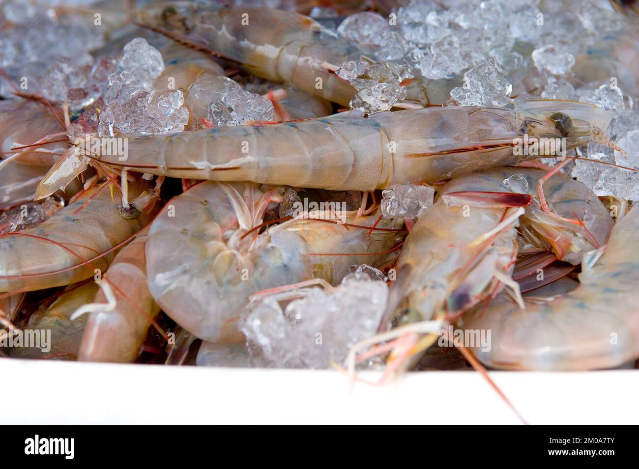 Office of the Administrator (Lisa P. Jackson) - Various Images (BP Oil ...