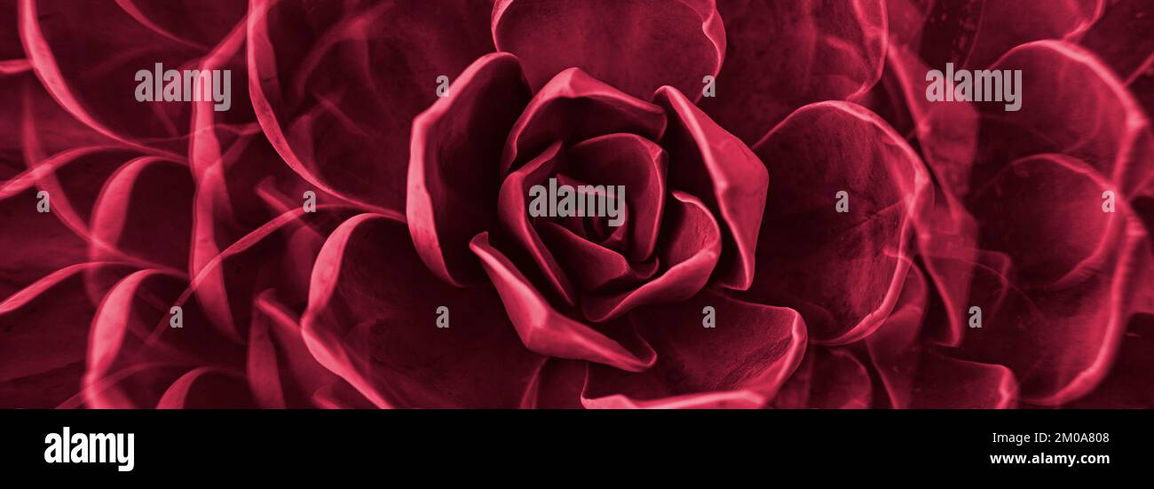 Rock rose succulent plant rosette closeup. Abstract floral pattern ...