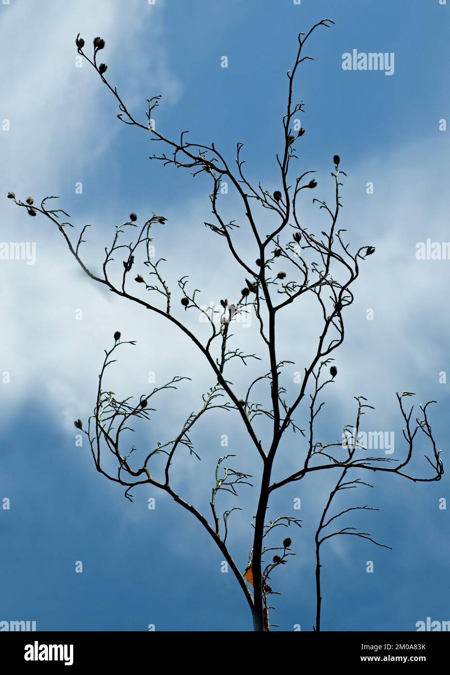 Deciduous Beech takes the name of queen of the trees seen here in ...