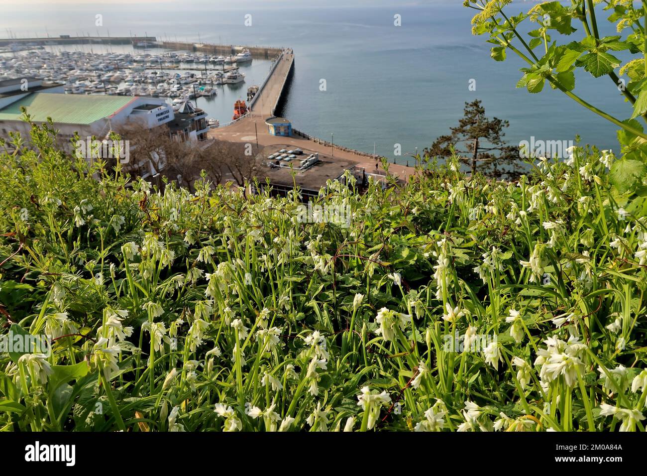 Spring flowers growing on the steep slope beneath Rock Walk, Torquay ...