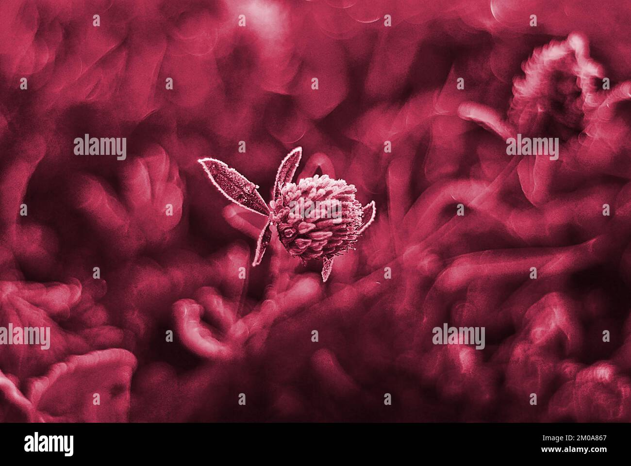 Natural floral texture background with clover leaves with dew drops ...