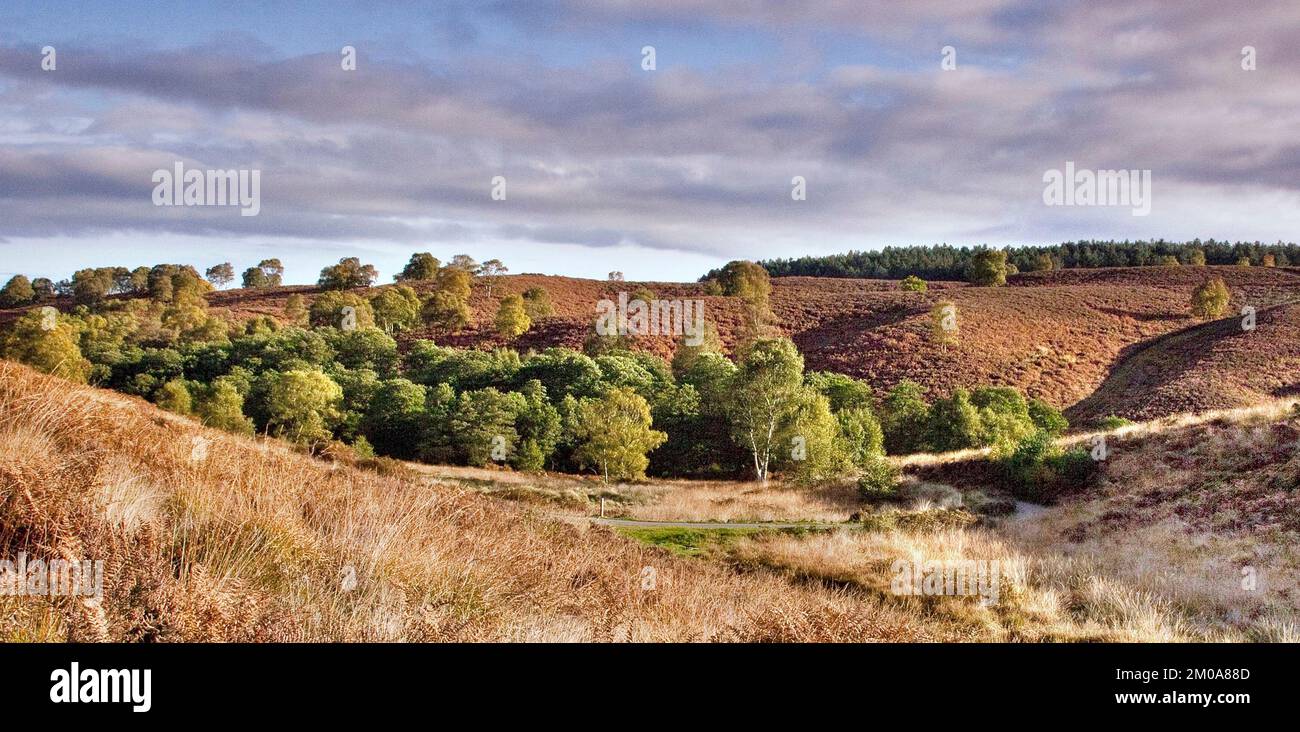 Heathland and Hills in Autumn above Sherbrook Valley Cannock Chase ...