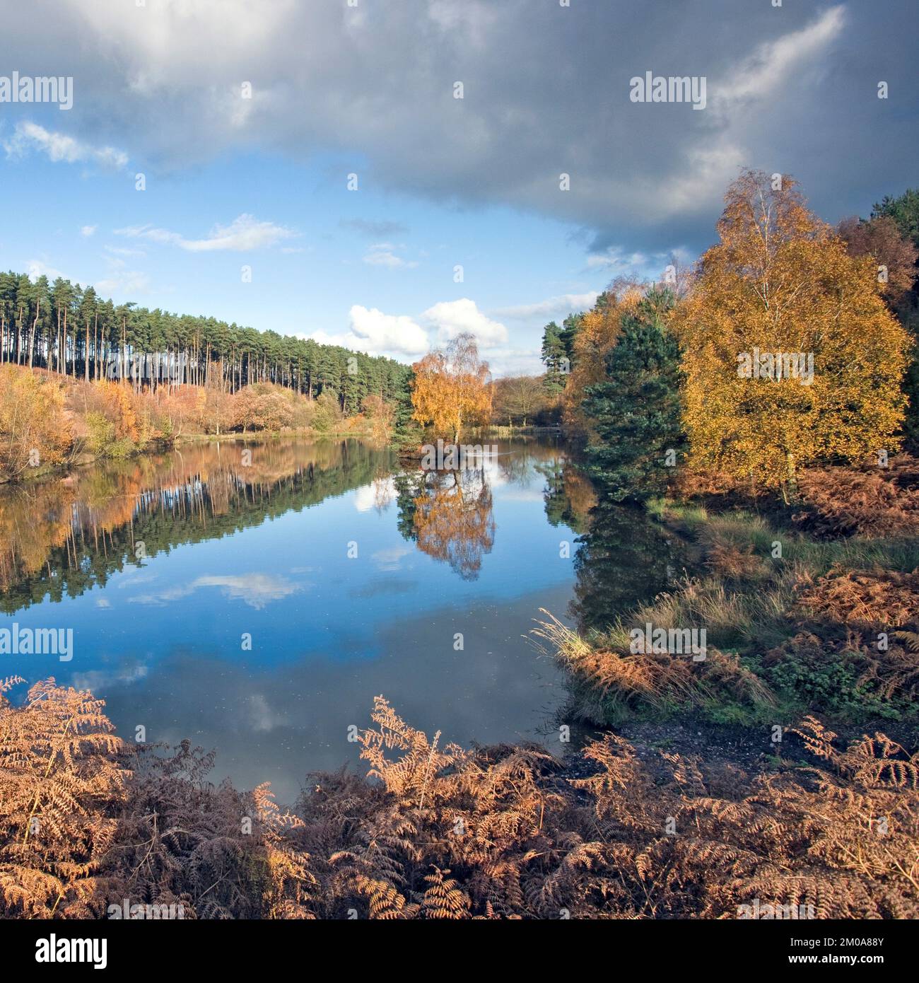 Fair Oak pool in late autumn Cannock Chase AONB (area of outstanding ...