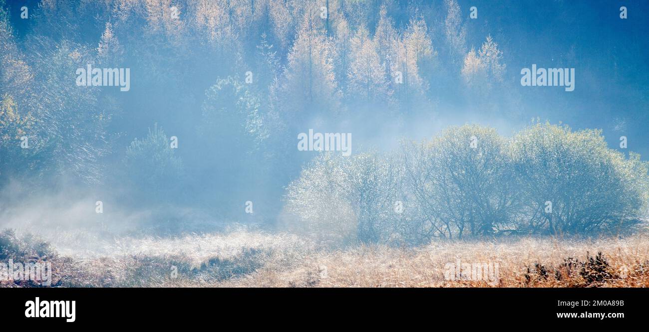Frost and mist filled Sherbrook Valley in late autumn Cannock Chase ...