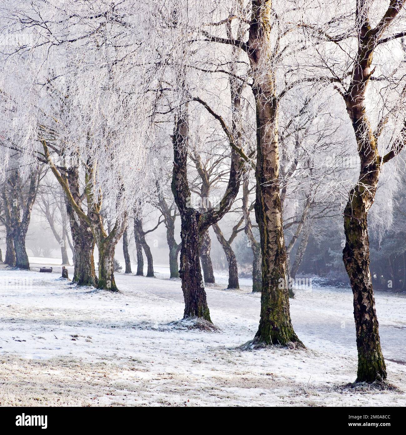 Avenue of trees with severe frost laden Silver Birch trees at Marquis ...