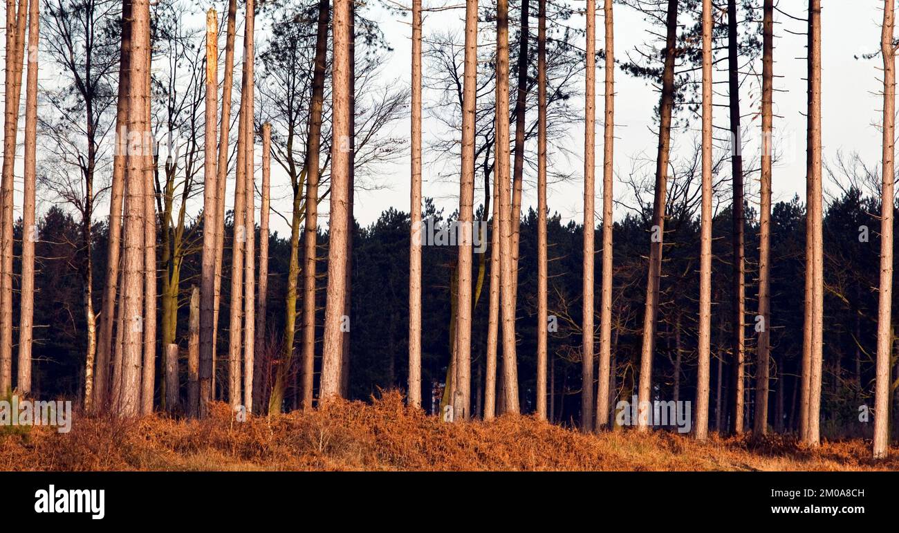Pine Forest Cannock Chase AONB (area of outstanding natural beauty) in ...