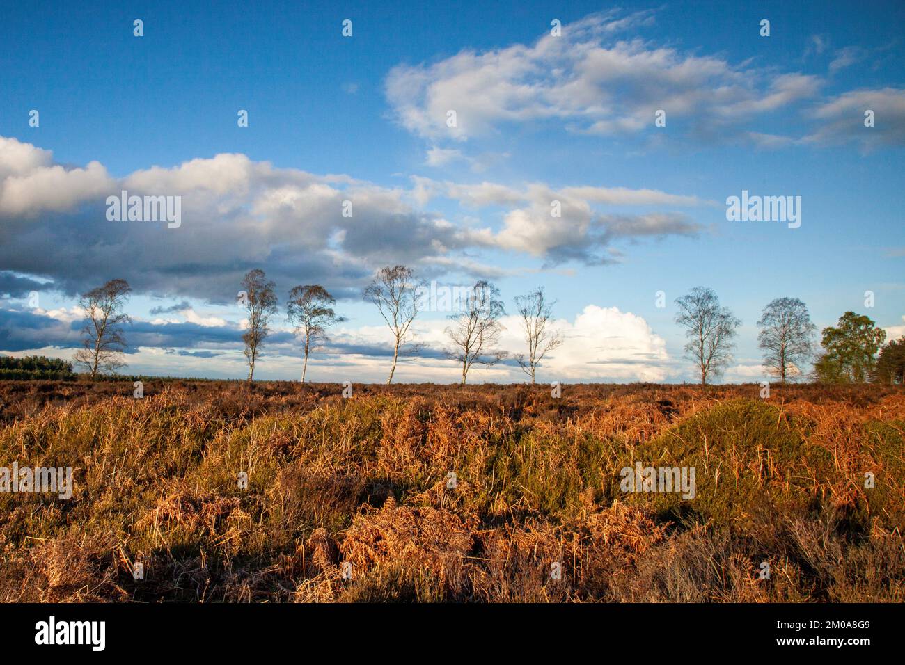 Cannock Chase Country Park AONB evening light in spring (area of ...