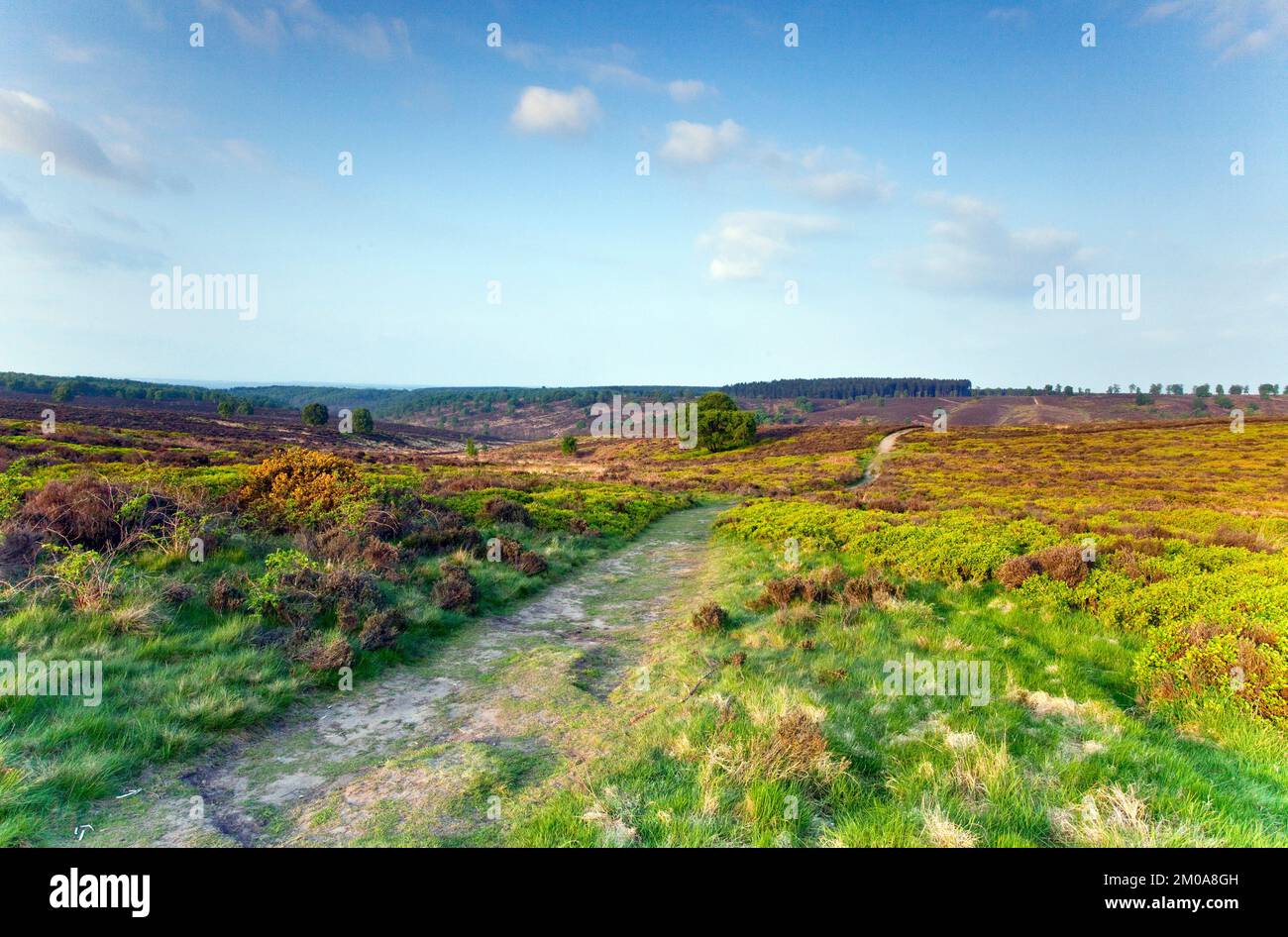 Paths across heathland hills on Cannock Chase Country Park AONB (area ...