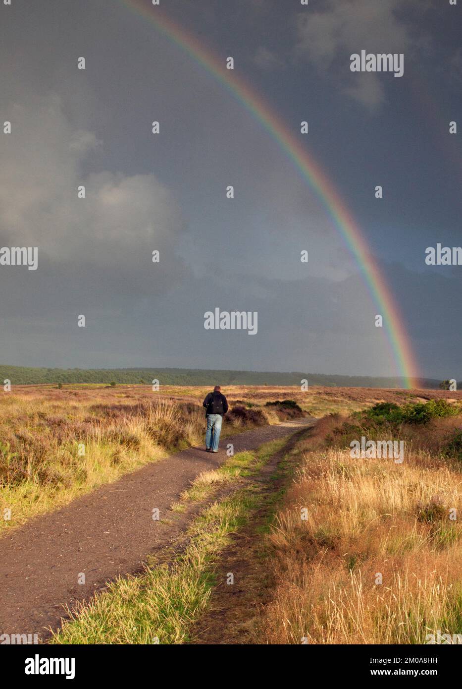 Scrubland in Late Summer Cannock Chase Country Park AONB (area of ...
