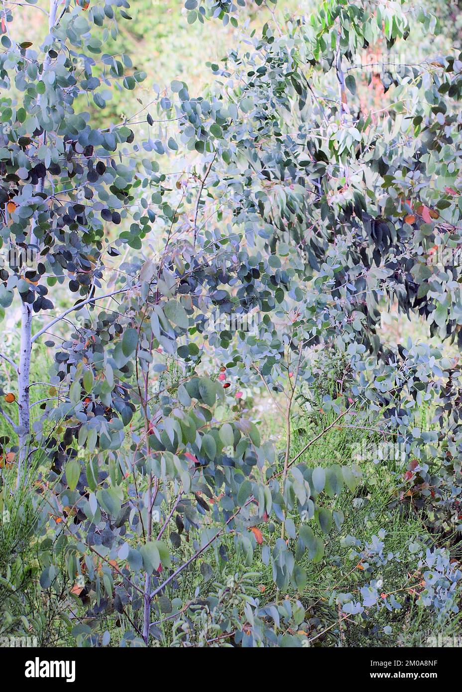 Eucalyptus trees in summer with varying coloured foliage in a small ...