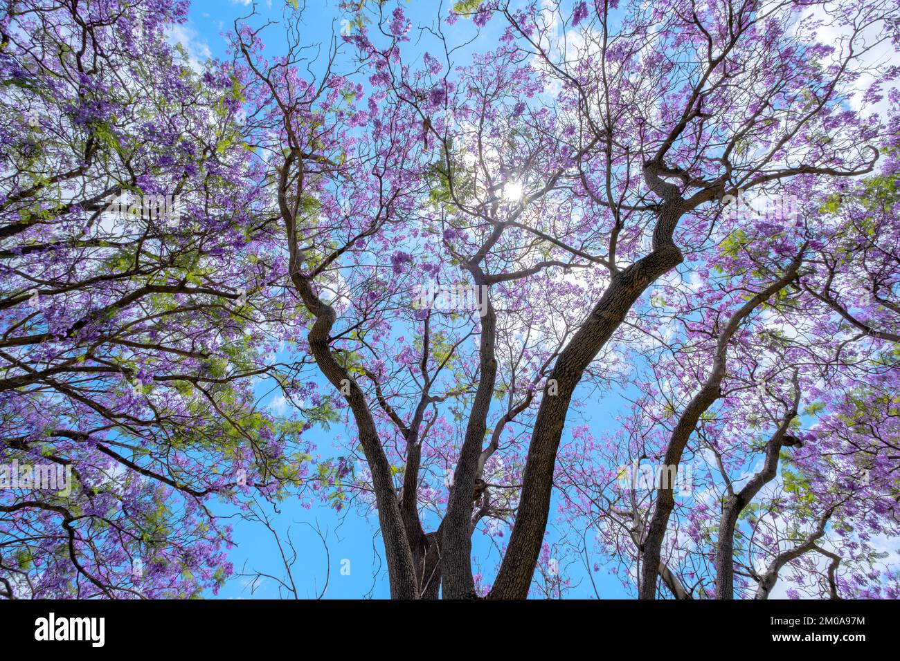 Beautiful Jacaranda trees are reaching out to sky on a sunny blue sky ...