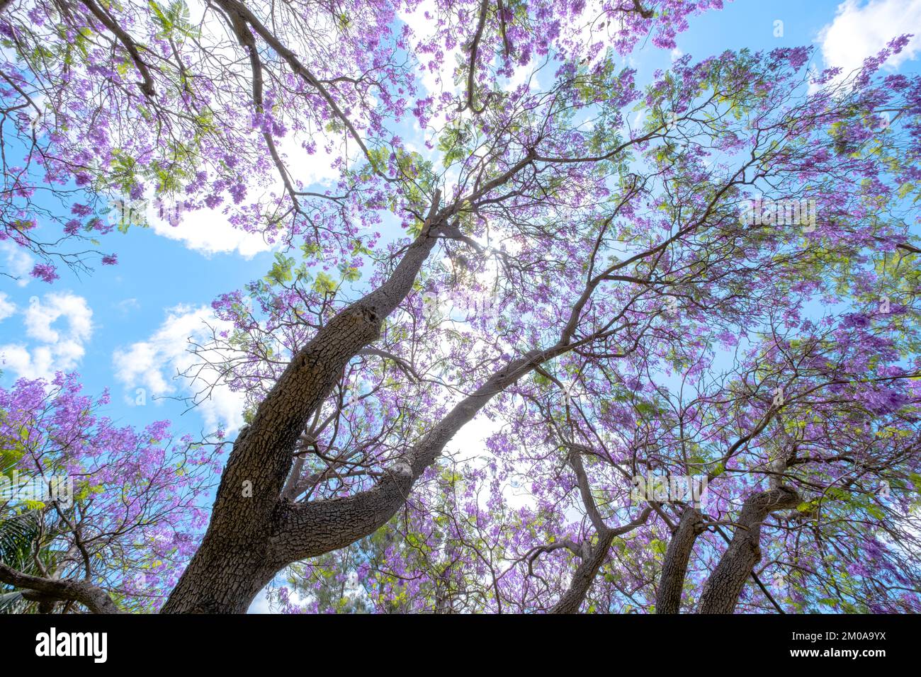 Jacaranda trees hi-res stock photography and images - Alamy