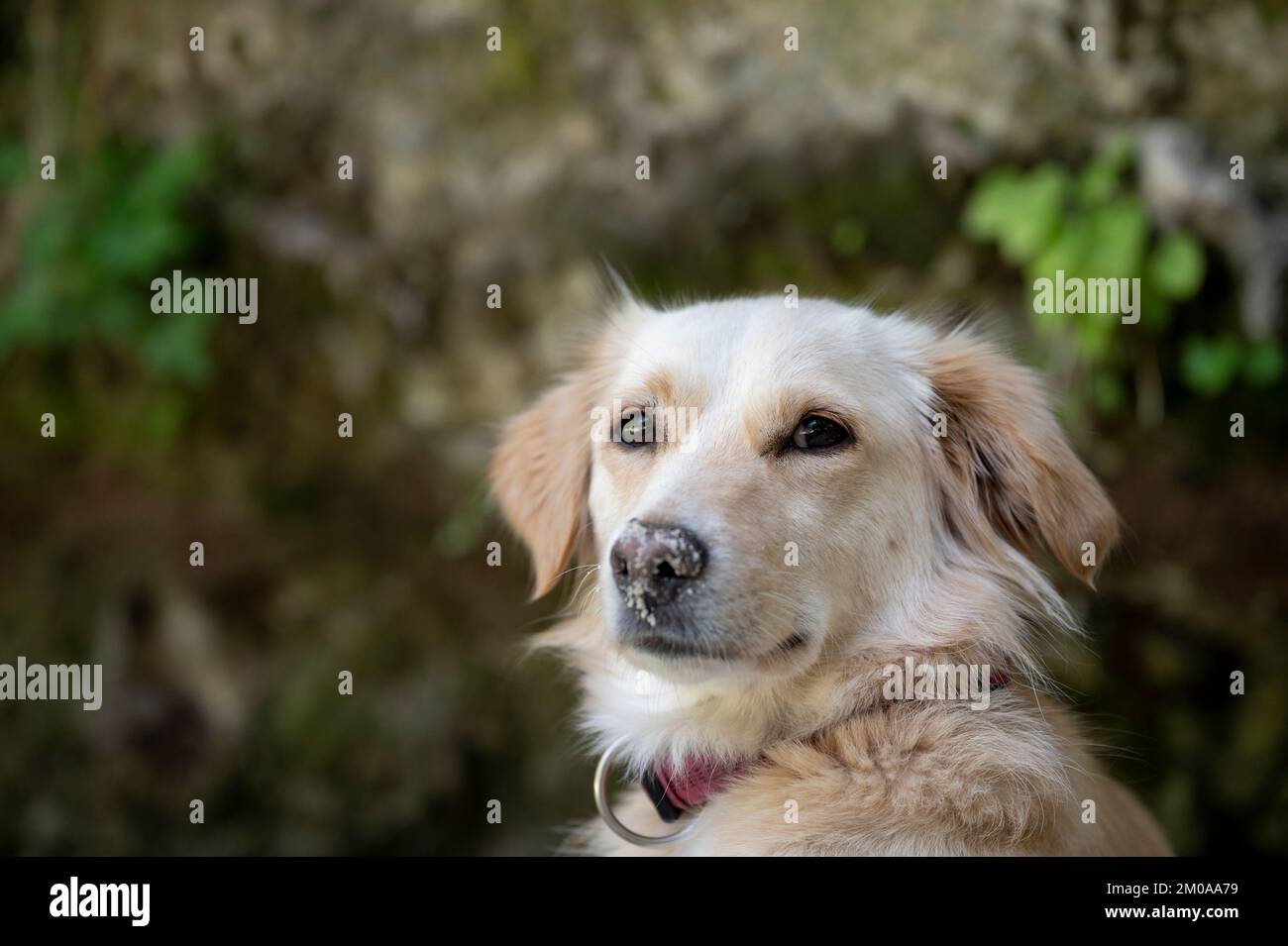 Portrait of a cute mixed breed small dog with sand on her nose Stock ...