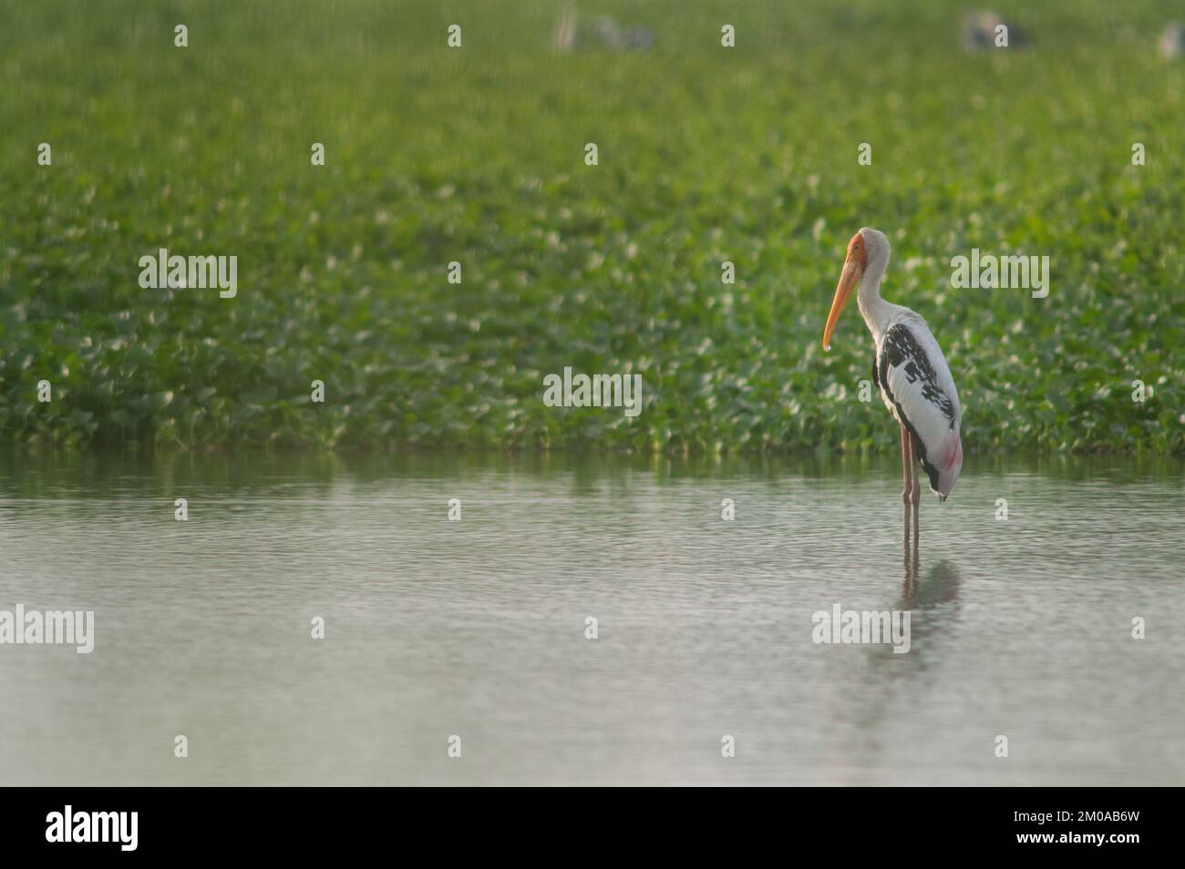 A beautiful lonely Stork bird standing in a tranquil lake in front of a ...