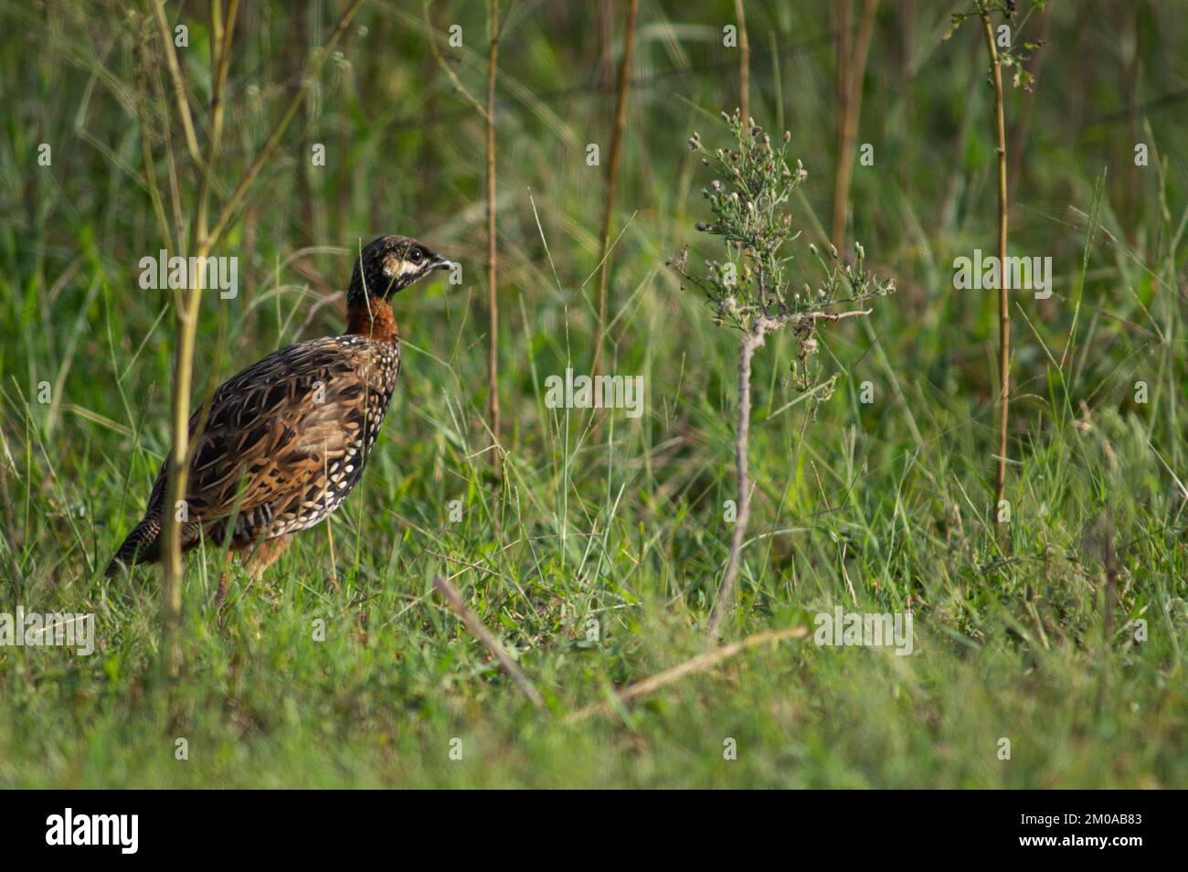Brown partridge hi-res stock photography and images - Alamy
