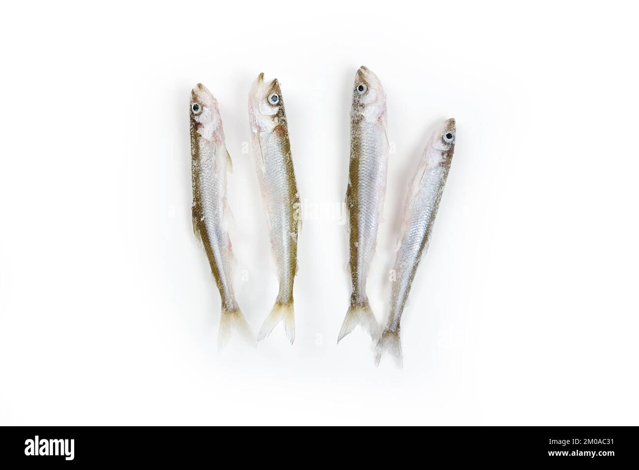 Deep frozen raw smelt fishes with ice pieces isolated on white ...