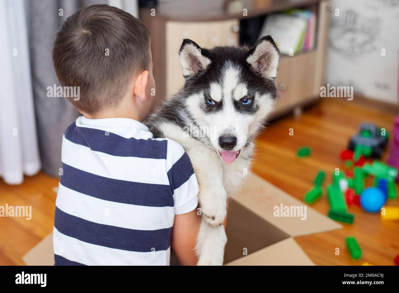 Kid gets out puppy from cardboard box at home. Child has birthday ...