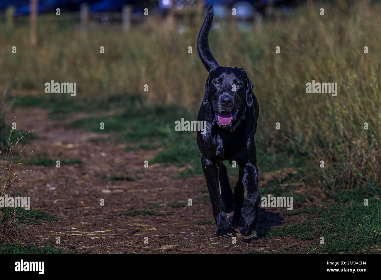 A black Labrador walking down a path with its mouth open Stock Photo ...
