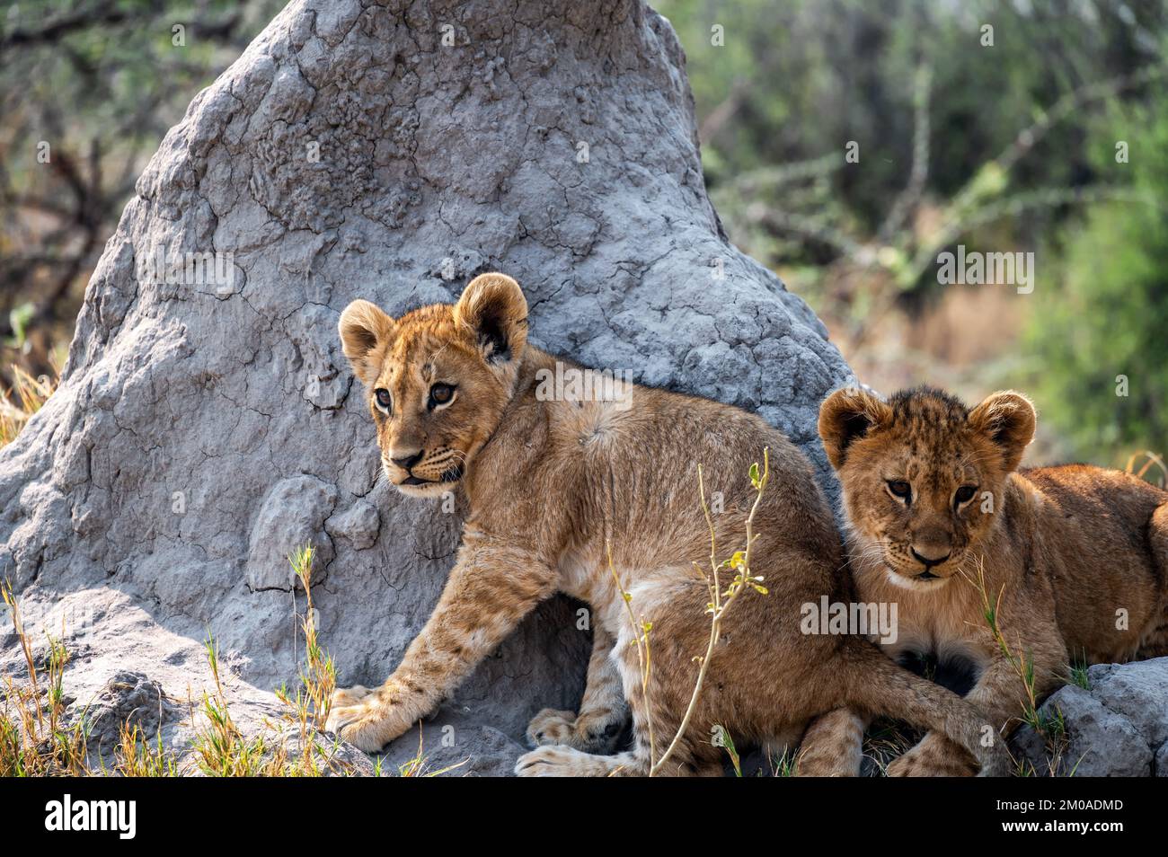 Two lion cubs by a termite mound in the Moremi Game Reserve in Botswana ...