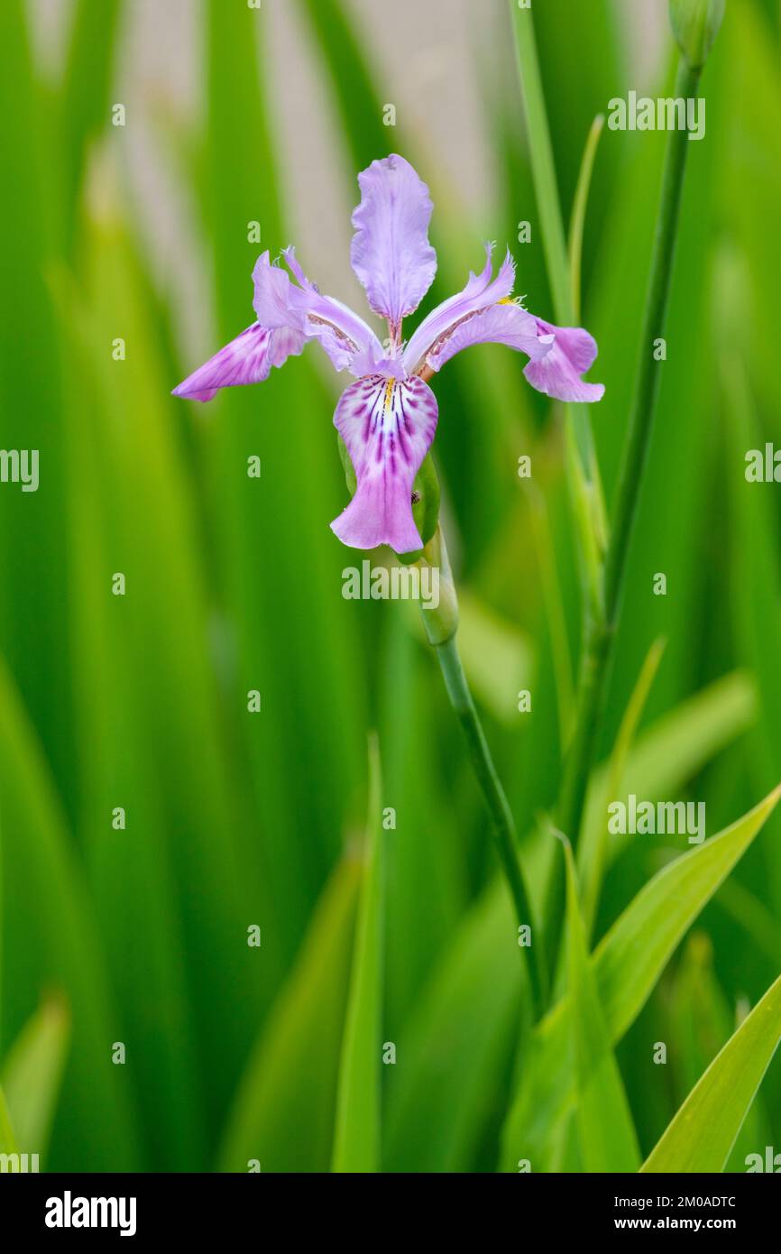 Iris milesii, Himalayan iris with pinkish-purple flowers with wavy ...
