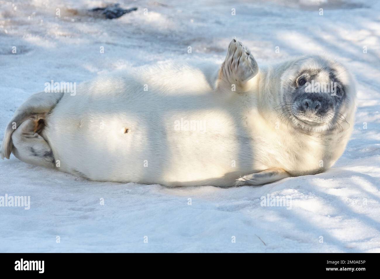 Images Of Baby Seals What An Ice Smile: Adorable Two Week Old Seal