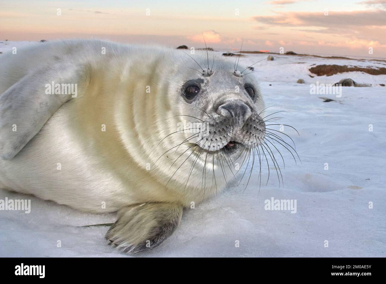 A close up. Lincolnshire, UK: THESE COMICAL images show a mother and ...