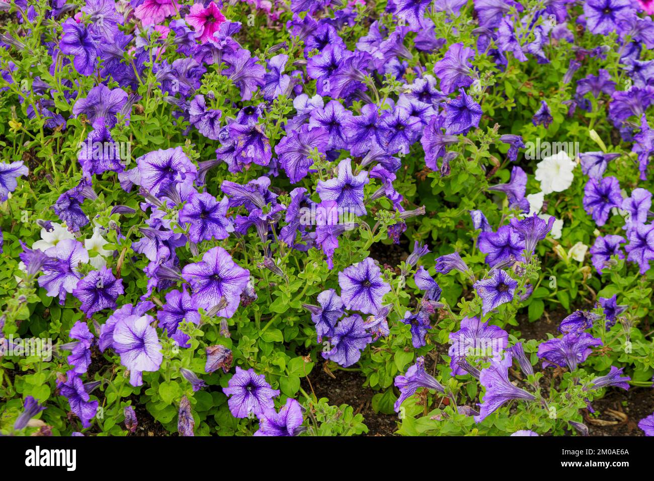 Flower Bed with purple petunias. Colorful petunia flowers close up ...