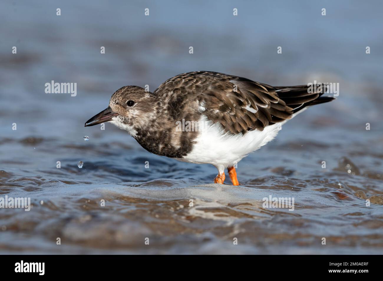 Turnstone, Ruddy Turnstone, Arenaria interpres Adult non breeding ...
