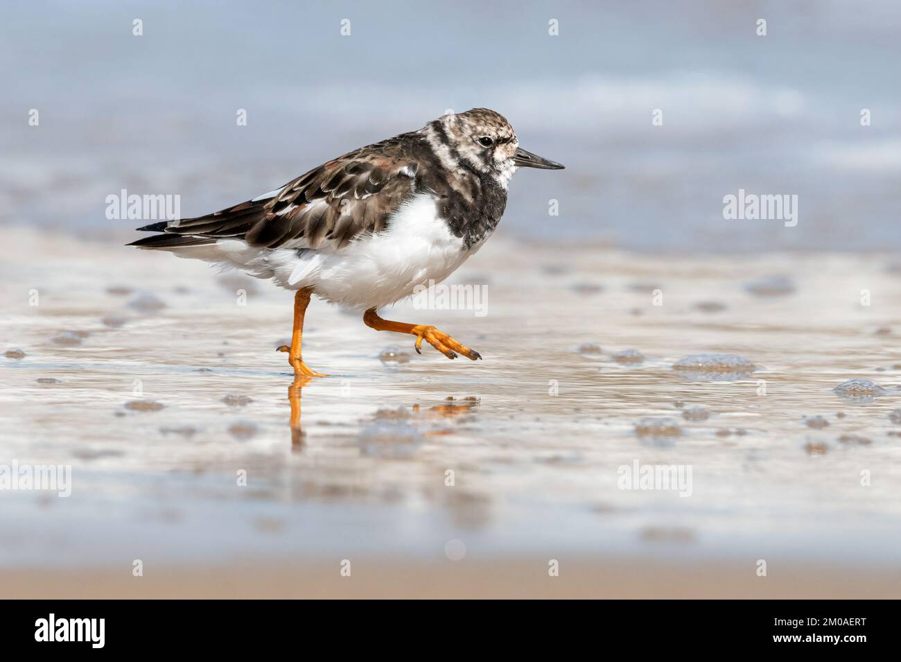 Turnstone, Ruddy Turnstone, Arenaria interpres Adult non breeding moult ...