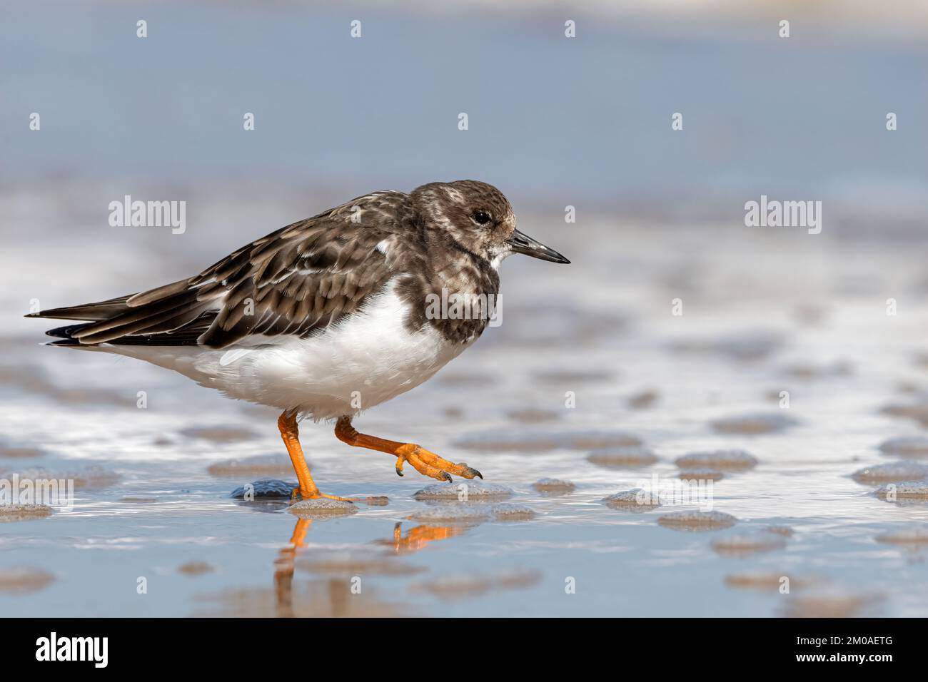 Turnstone, Ruddy Turnstone, Arenaria interpres Adult non breeding moult ...