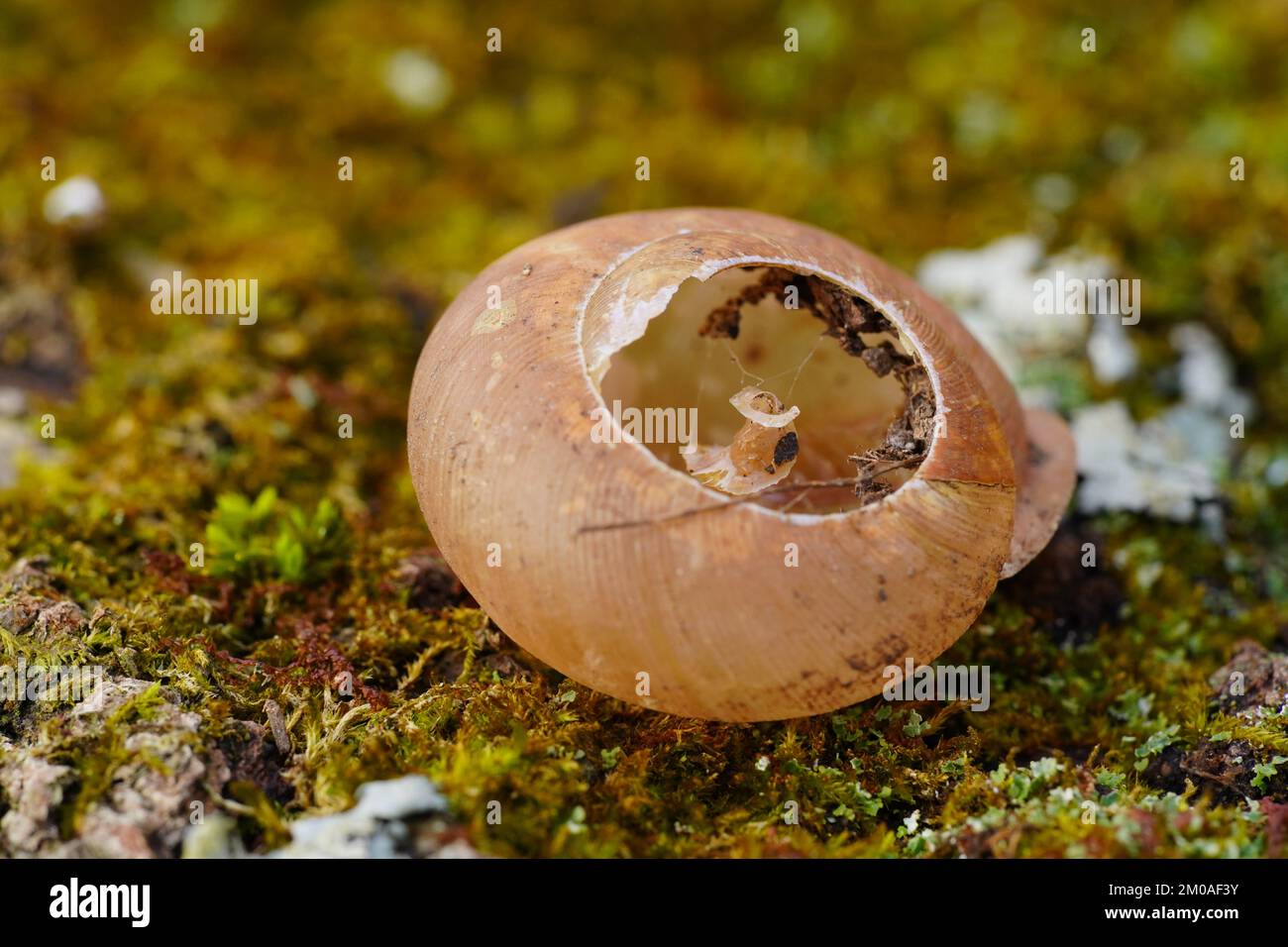 Inside a snail shell hi-res stock photography and images - Alamy