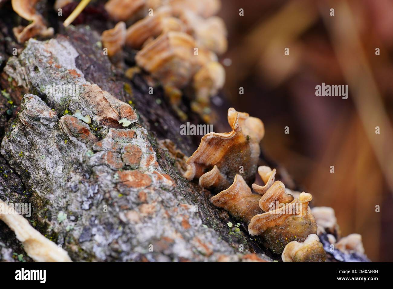 Tree mushrooms hi-res stock photography and images - Alamy