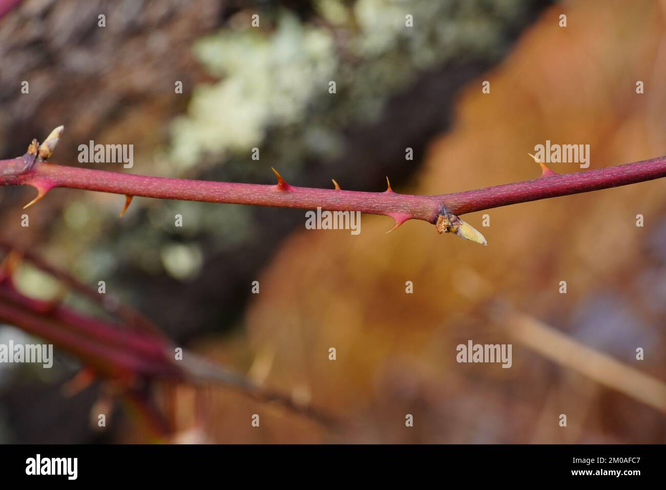 Sharp thorns hi-res stock photography and images - Alamy